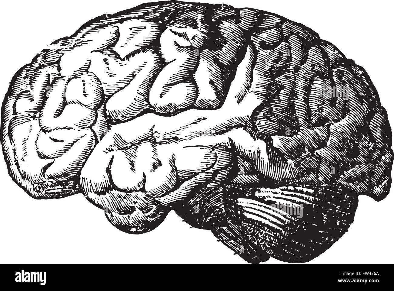 Vintage drawing brain head Stock Vector Images - Alamy