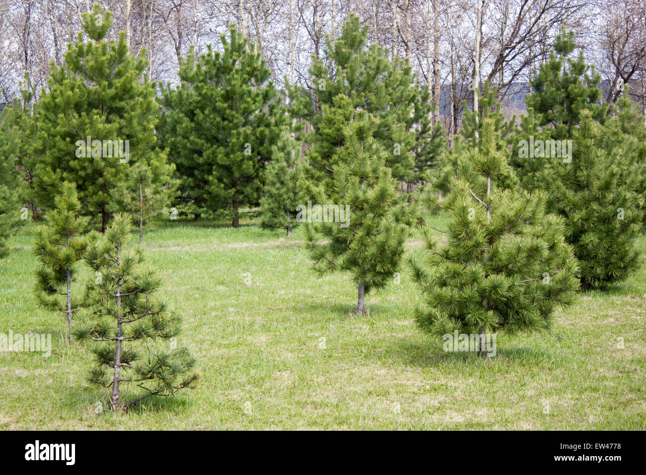 The pine trees Stock Photo - Alamy