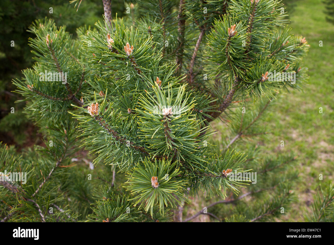 Branches of plant hi-res stock photography and images - Alamy