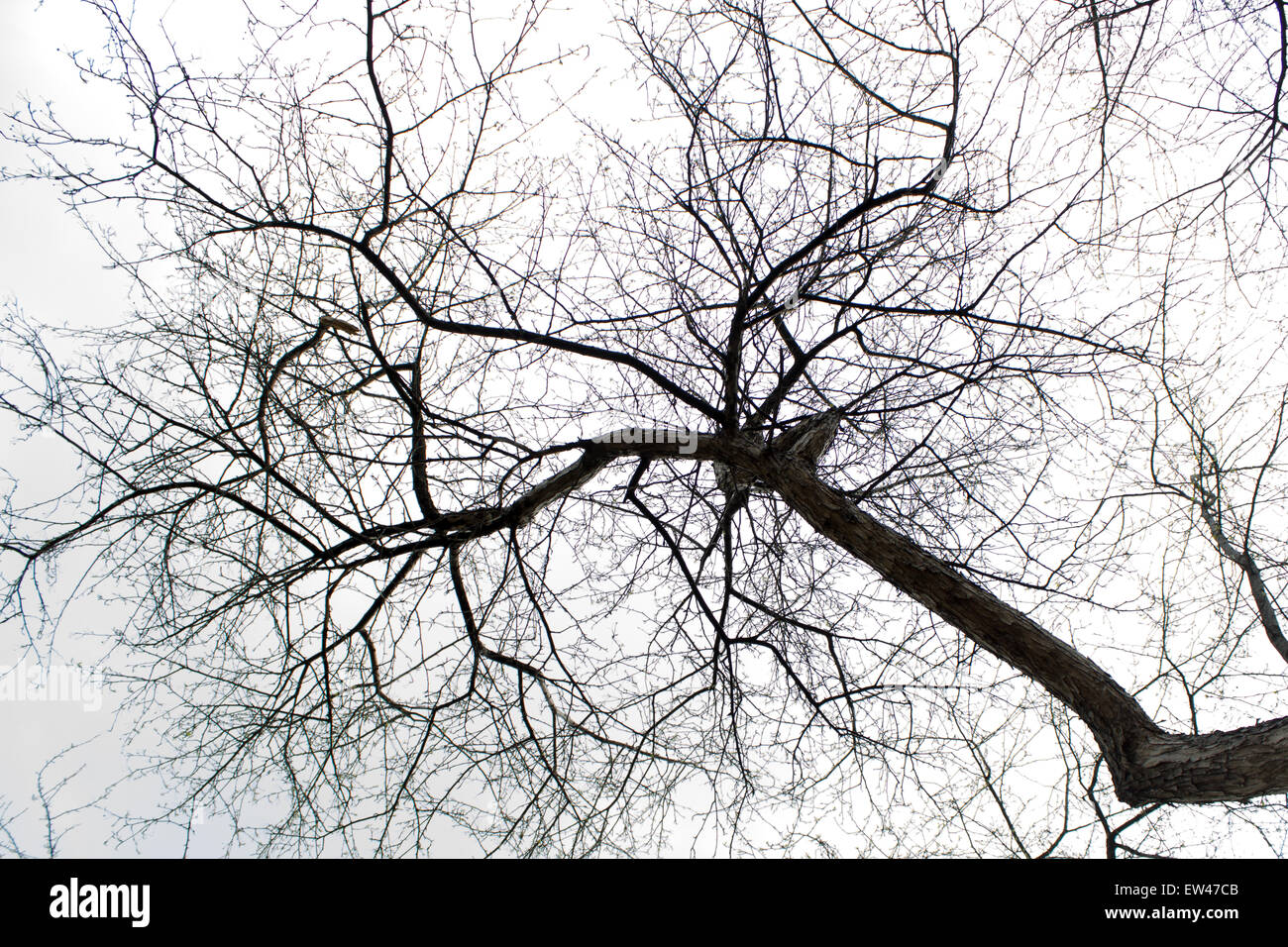 dead tree without leaves in nature Stock Photo - Alamy