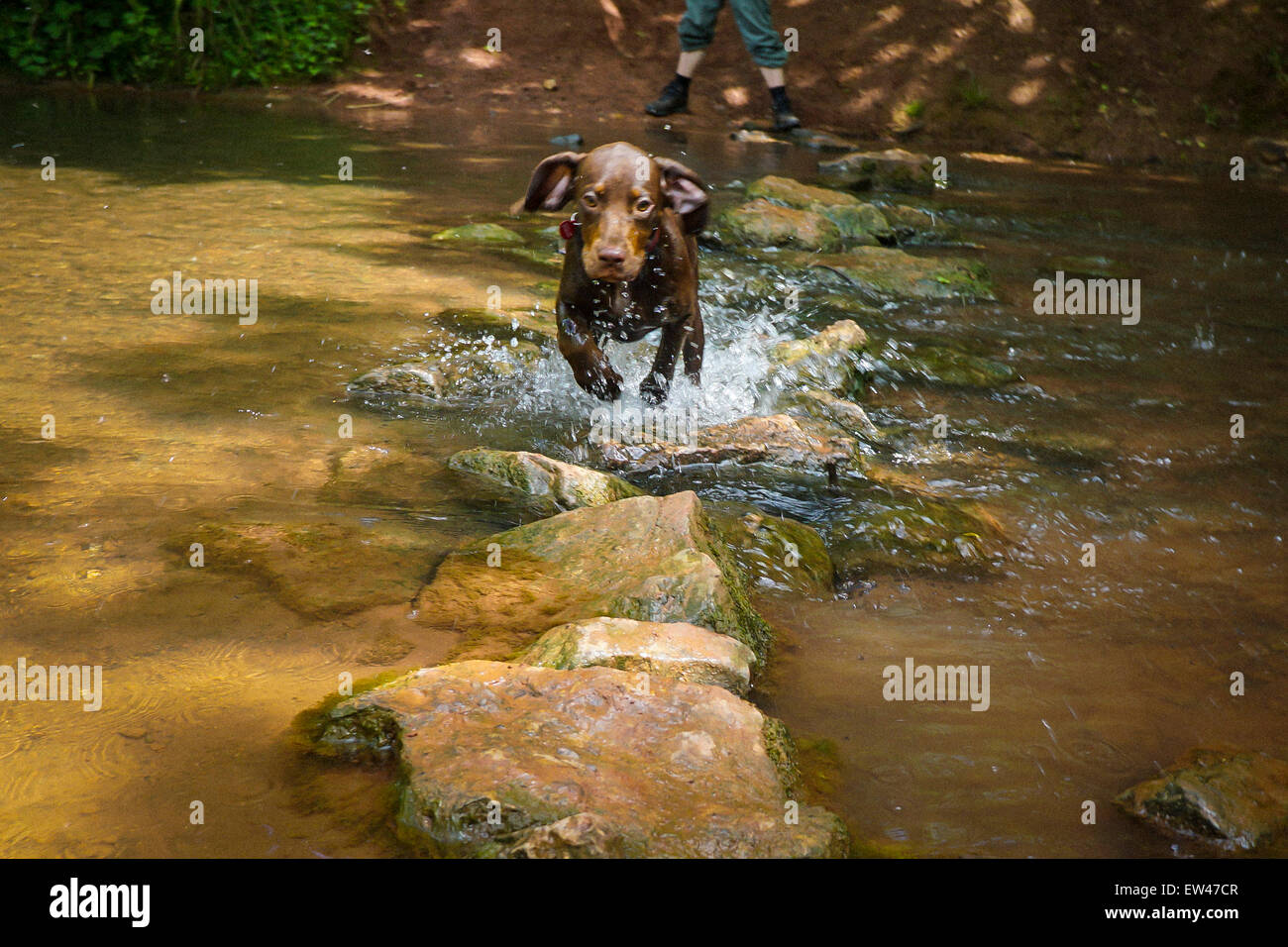 Dog running through a stream Stock Photo - Alamy