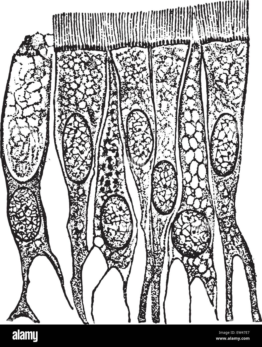Ciliated cell hi-res stock photography and images - Alamy