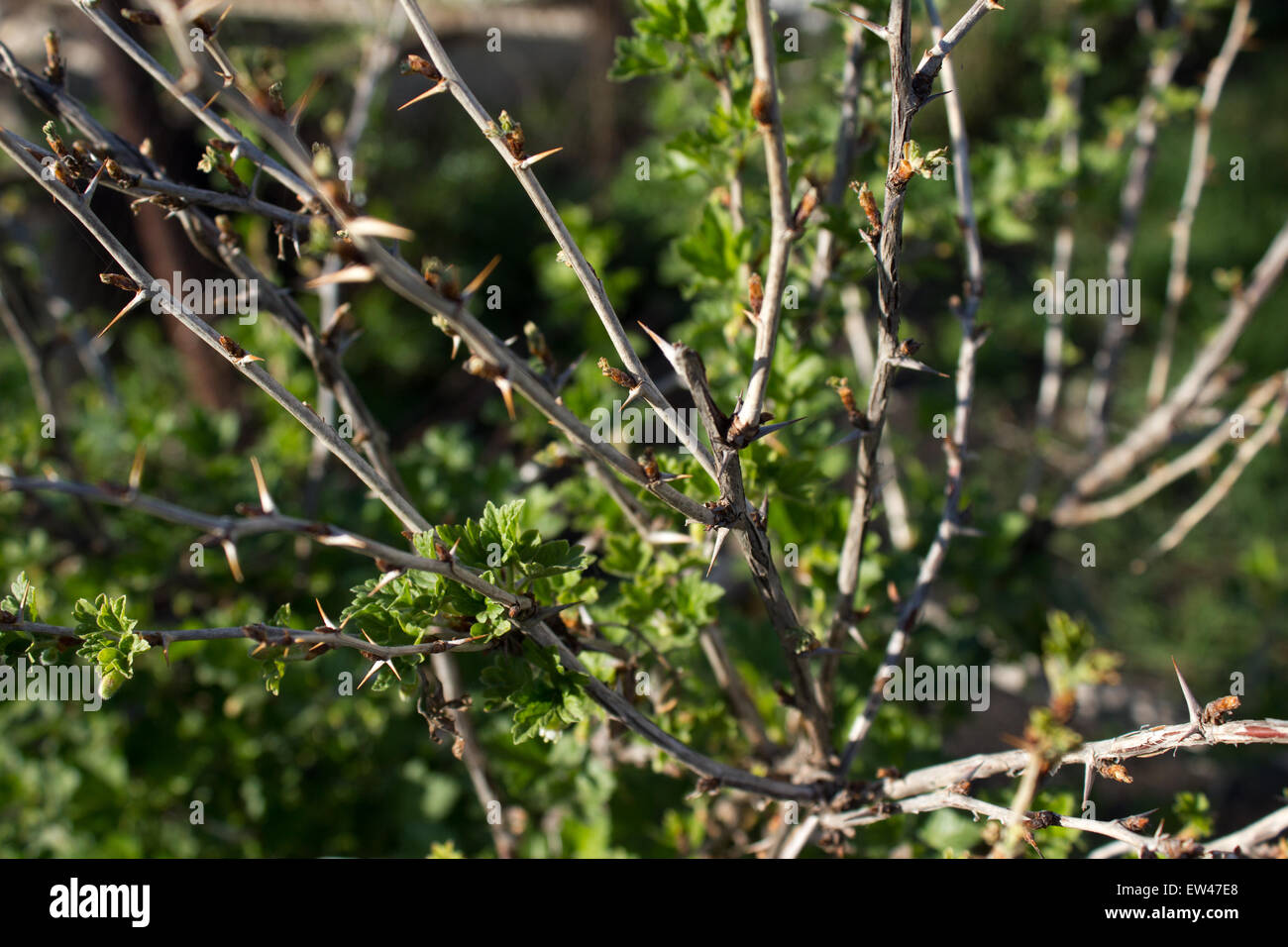 Gooseberry Thorns