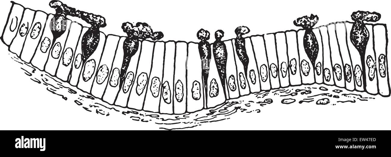 Ciliated columnar epithelium hi-res stock photography and images - Alamy