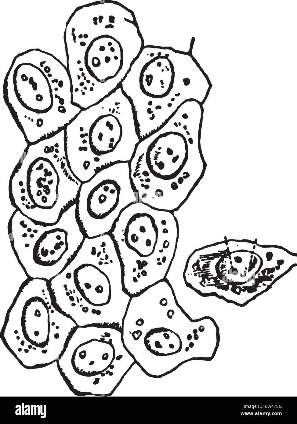 Simple epithelium cells, vintage engraved illustration Stock Vector ...