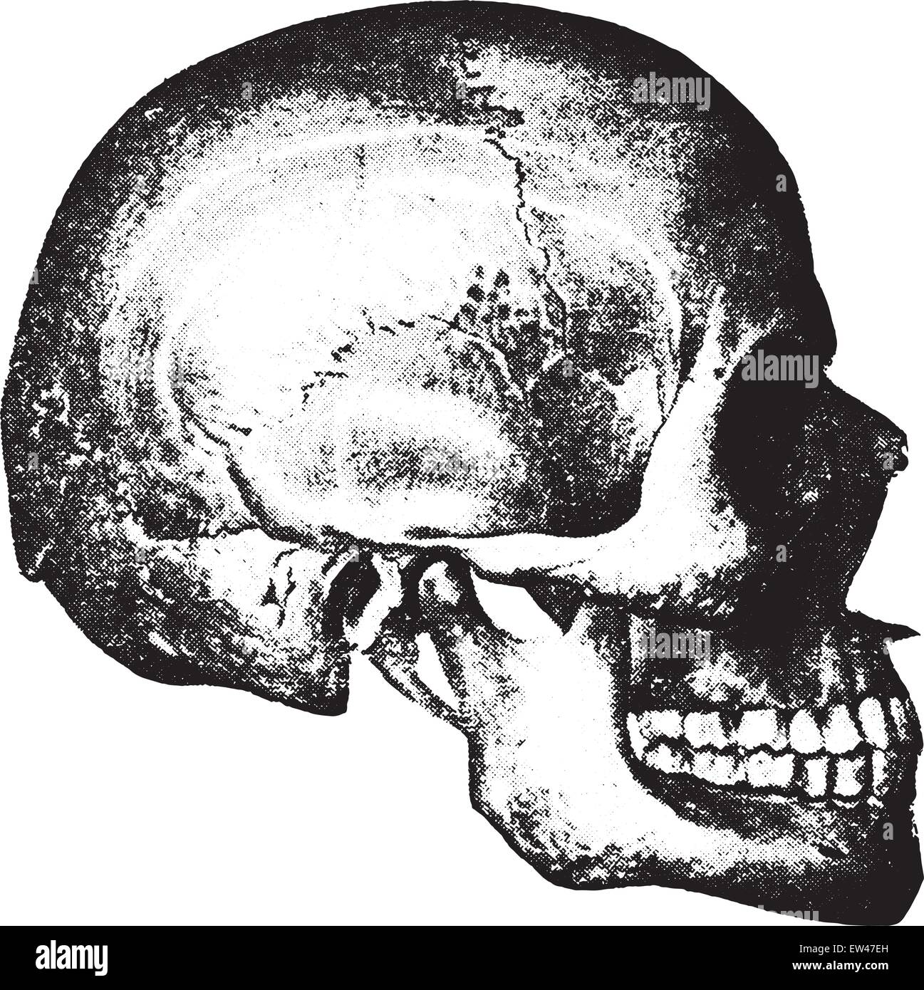 Side view old historic Stock Vector Images - Alamy