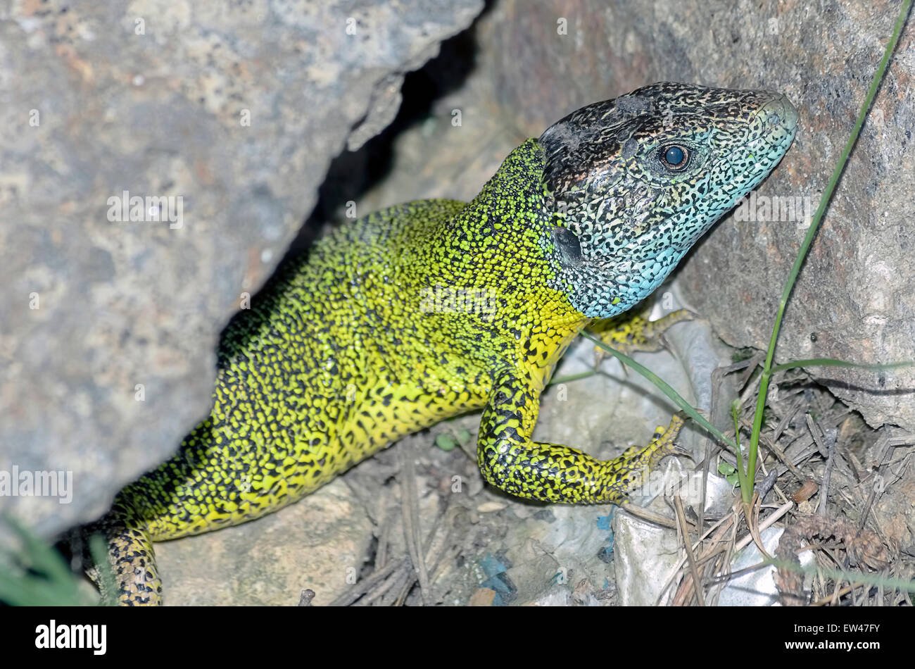 Lizard Portugal Stock Photos & Lizard Portugal Stock Images - Alamy