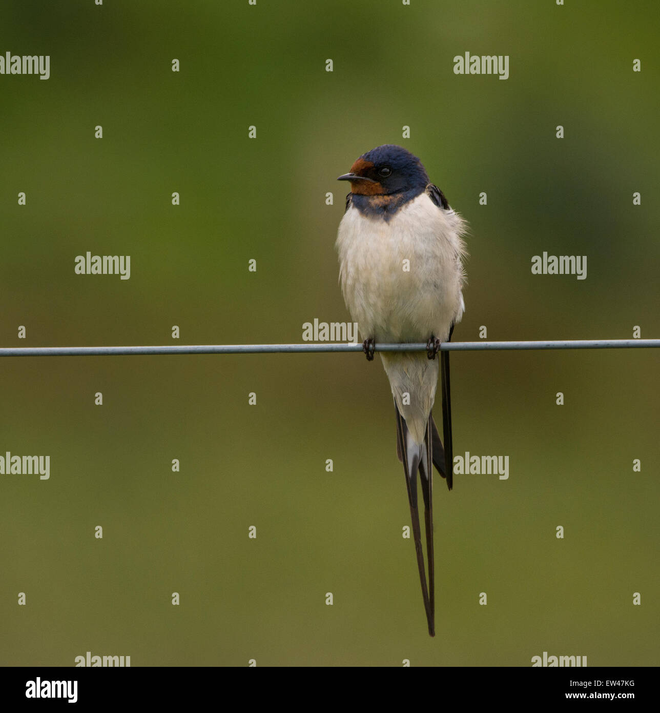 Male barn swallow hi-res stock photography and images - Alamy