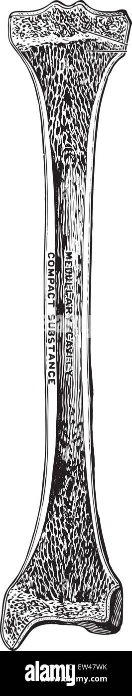 Shinbone Stock Vector Images - Alamy