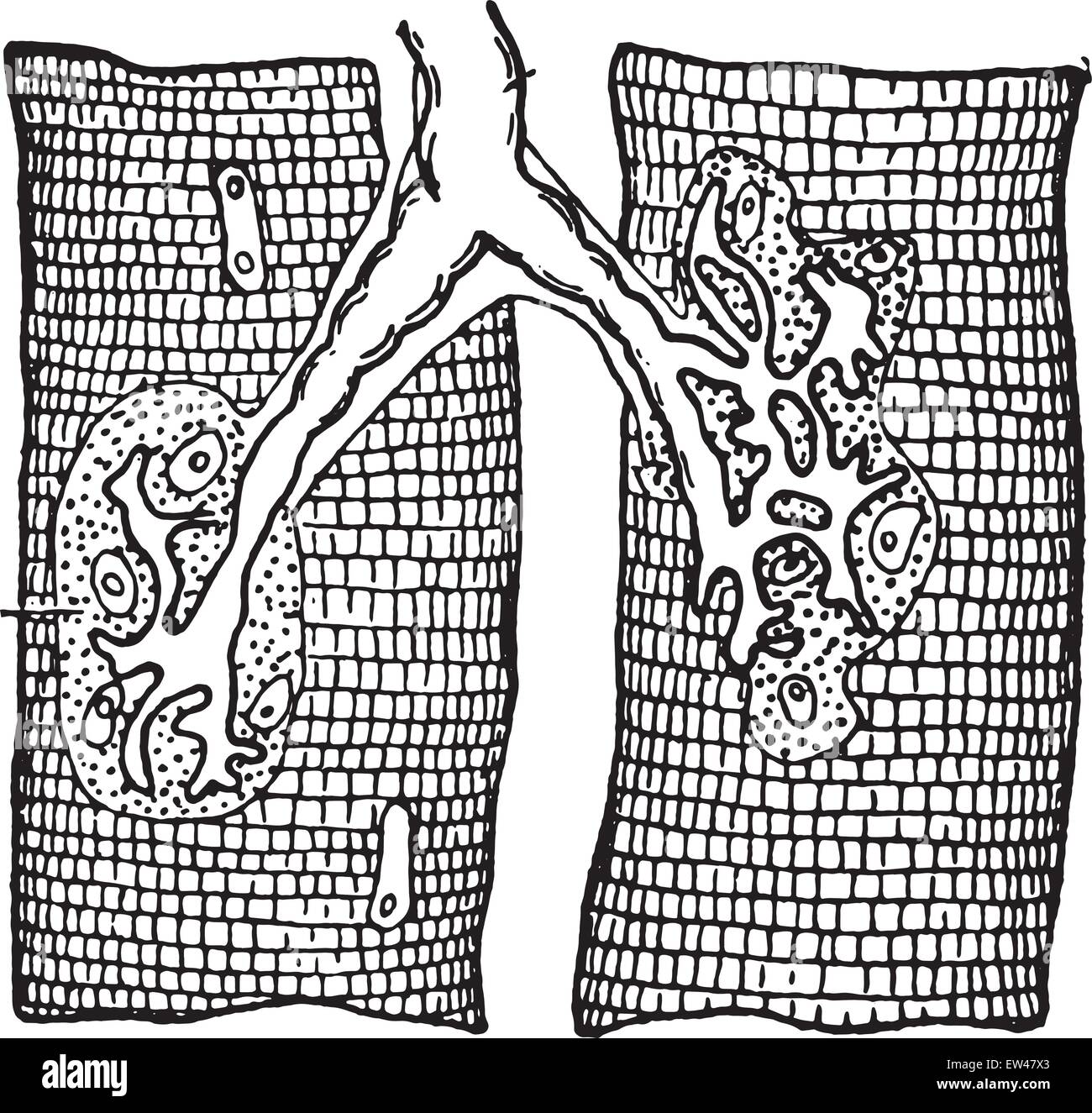 Nerve in muscle Stock Vector Images - Alamy