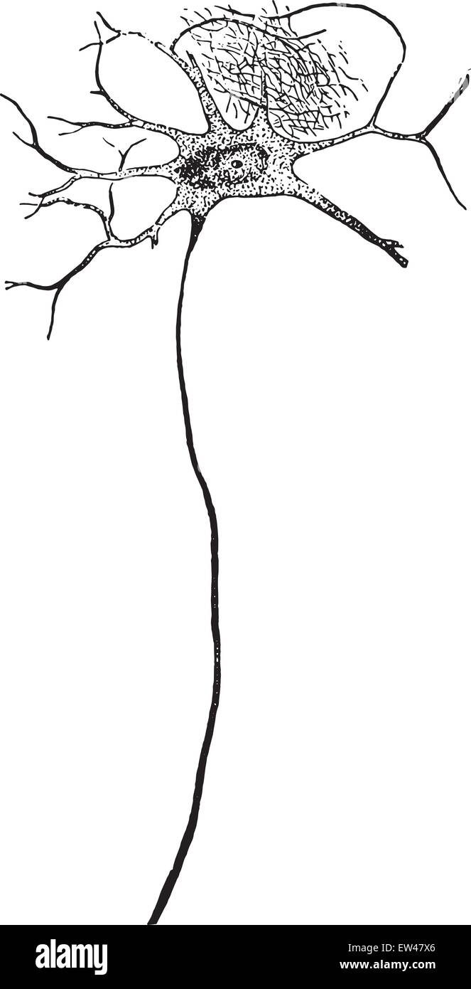 Nerve cell Black and White Stock Photos & Images - Alamy