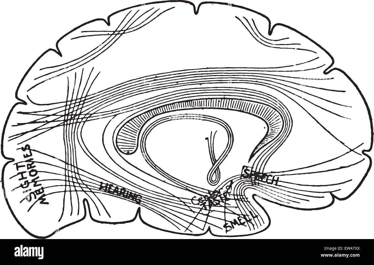 Diagram showing important centers in the brain and their association ...
