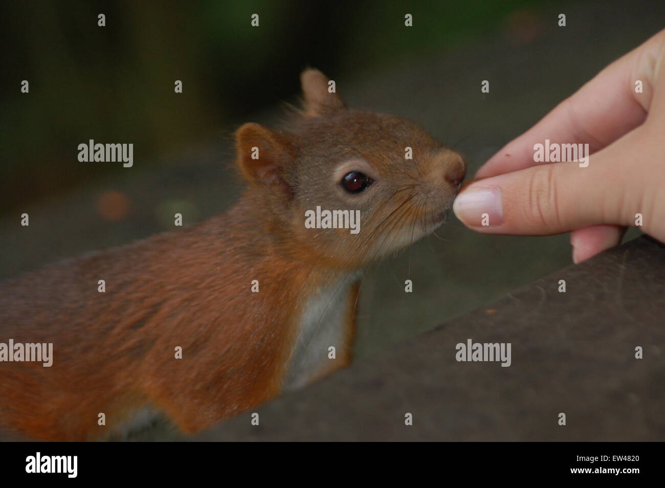 Red squirrel being hand fed on the Isle of Wight Stock Photo - Alamy