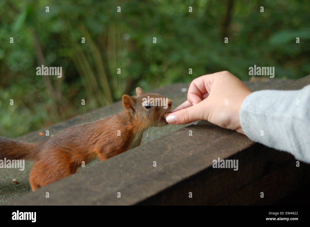Red squirrel being hand fed on the Isle of Wight Stock Photo - Alamy