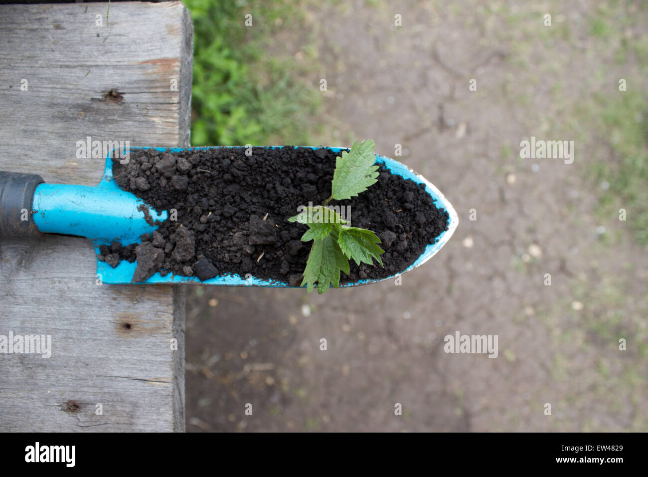 Young seedling growing in a soil and blue garden spade on wooden ...