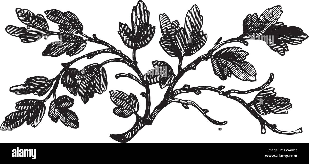 The barren fig tree, vintage engraved illustration Stock Vector Image ...
