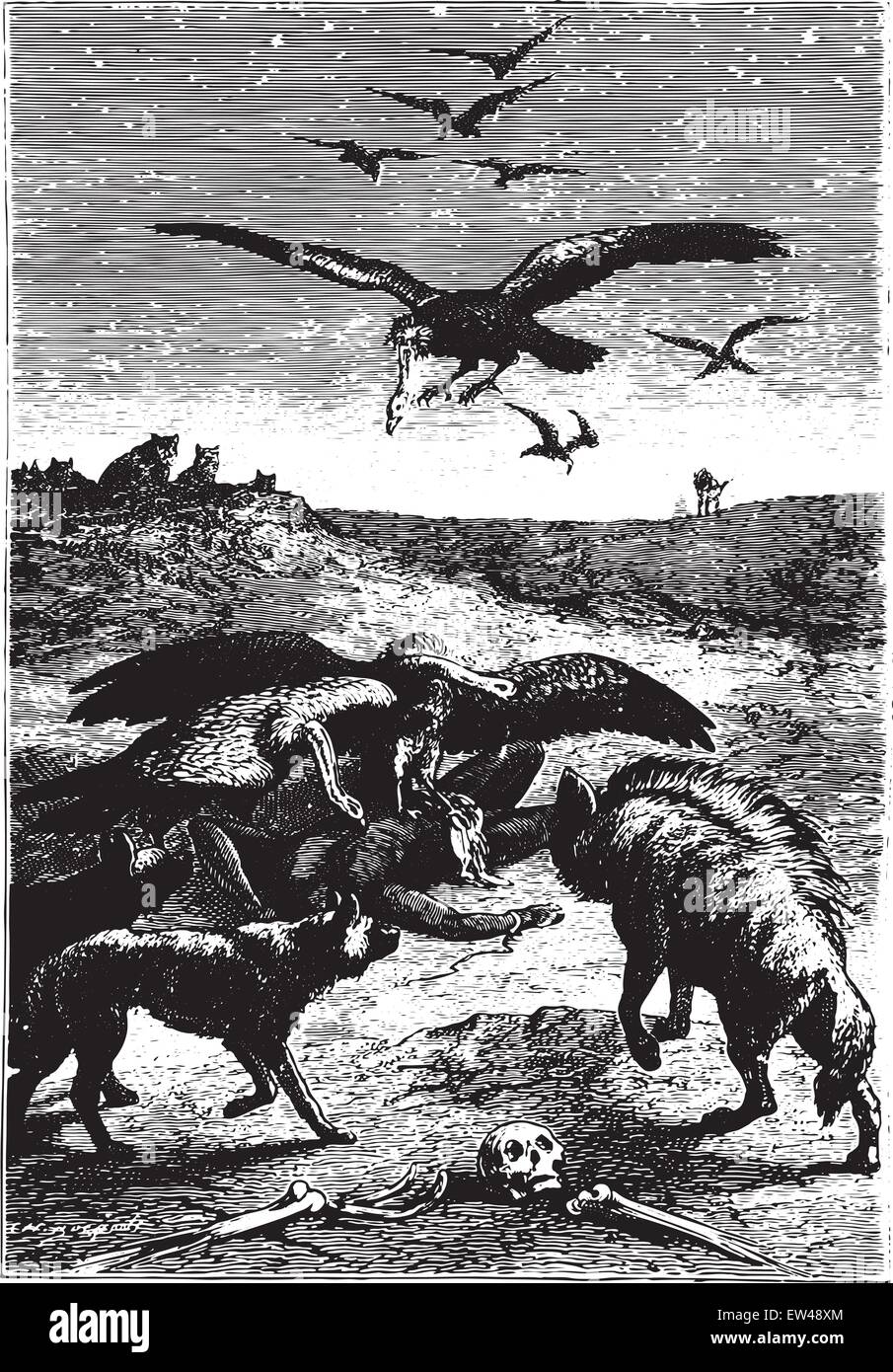 Wild beasts inhabitants of the land, vintage engraved illustration ...