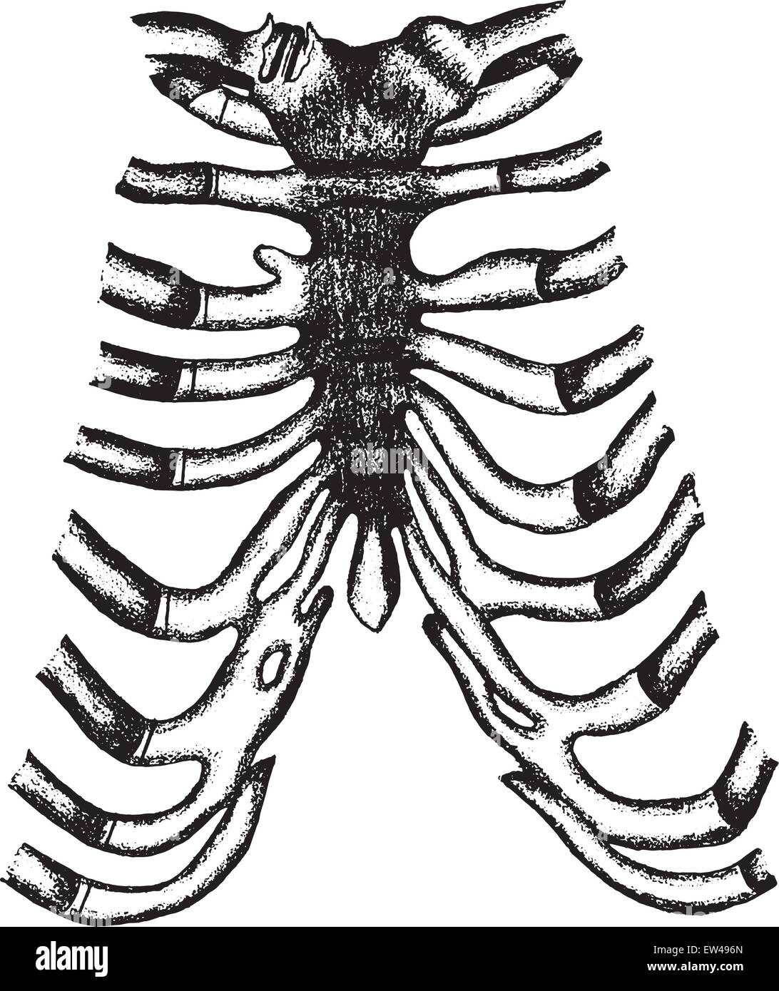 Costal cartilages hi-res stock photography and images - Alamy
