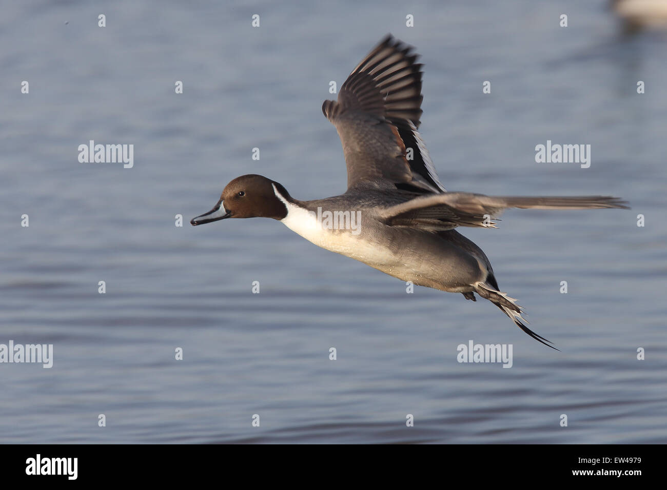 Northern Pintail (Anas acuta) a male (drake) flying into a lake at ...