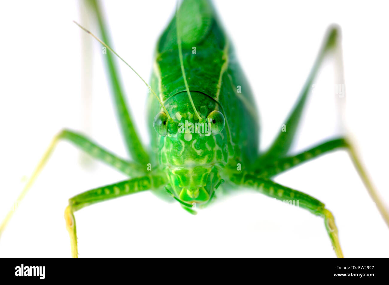 Arthropoda scary science single six suborder hi-res stock photography ...