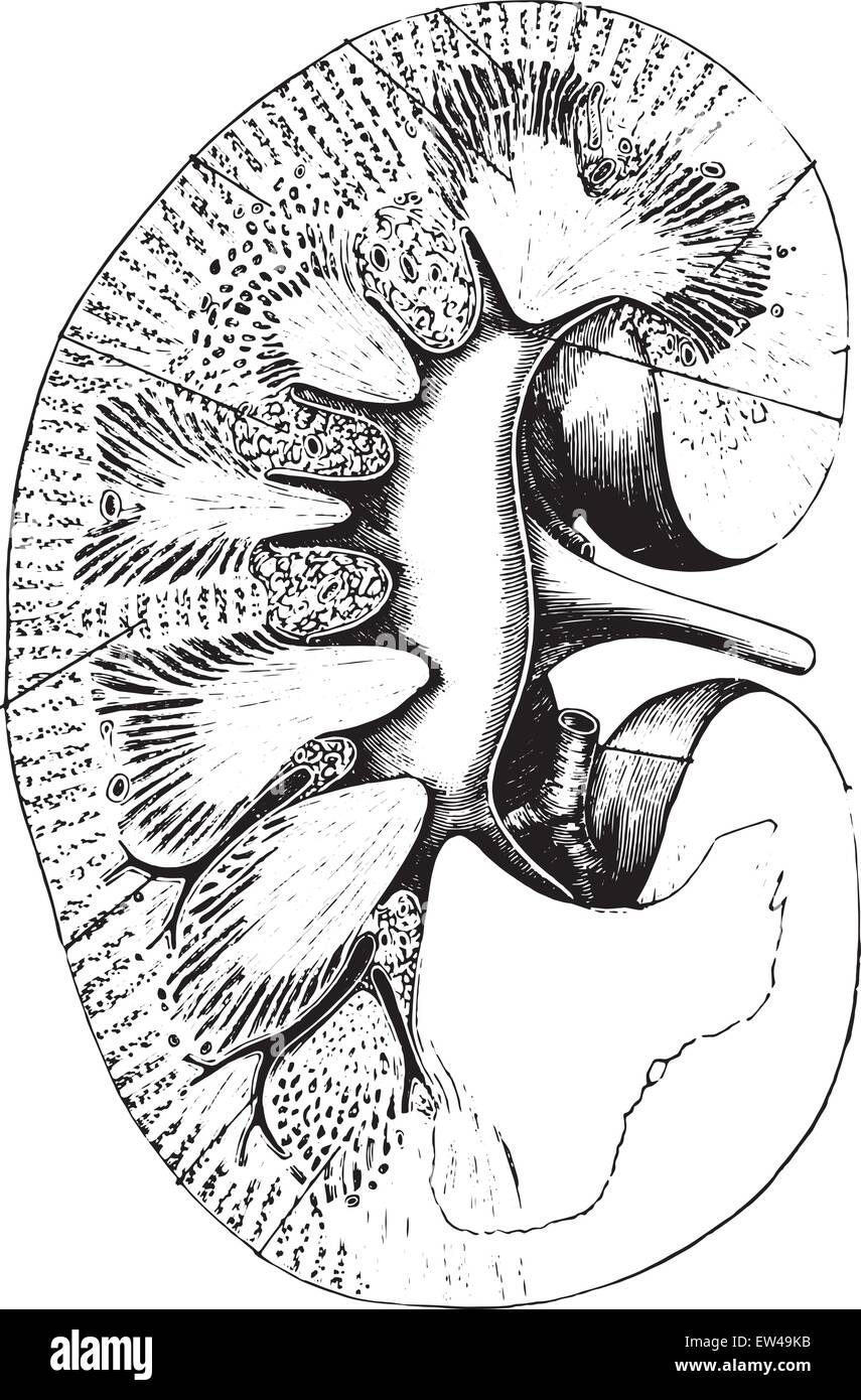 Longitudinal section of kidney, vintage engraved illustration Stock ...