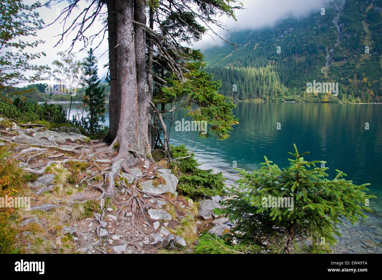 Beach forest hi-res stock photography and images - Alamy