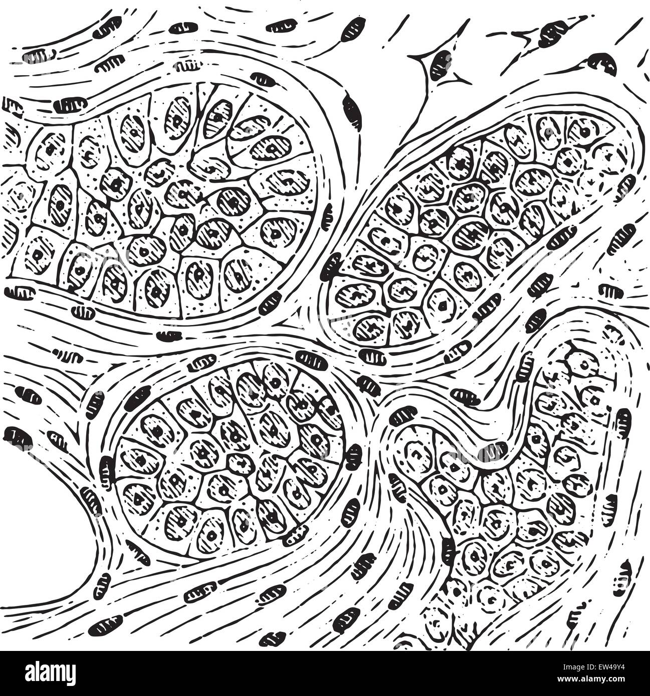 Epithelial cell structure hi-res stock photography and images - Alamy