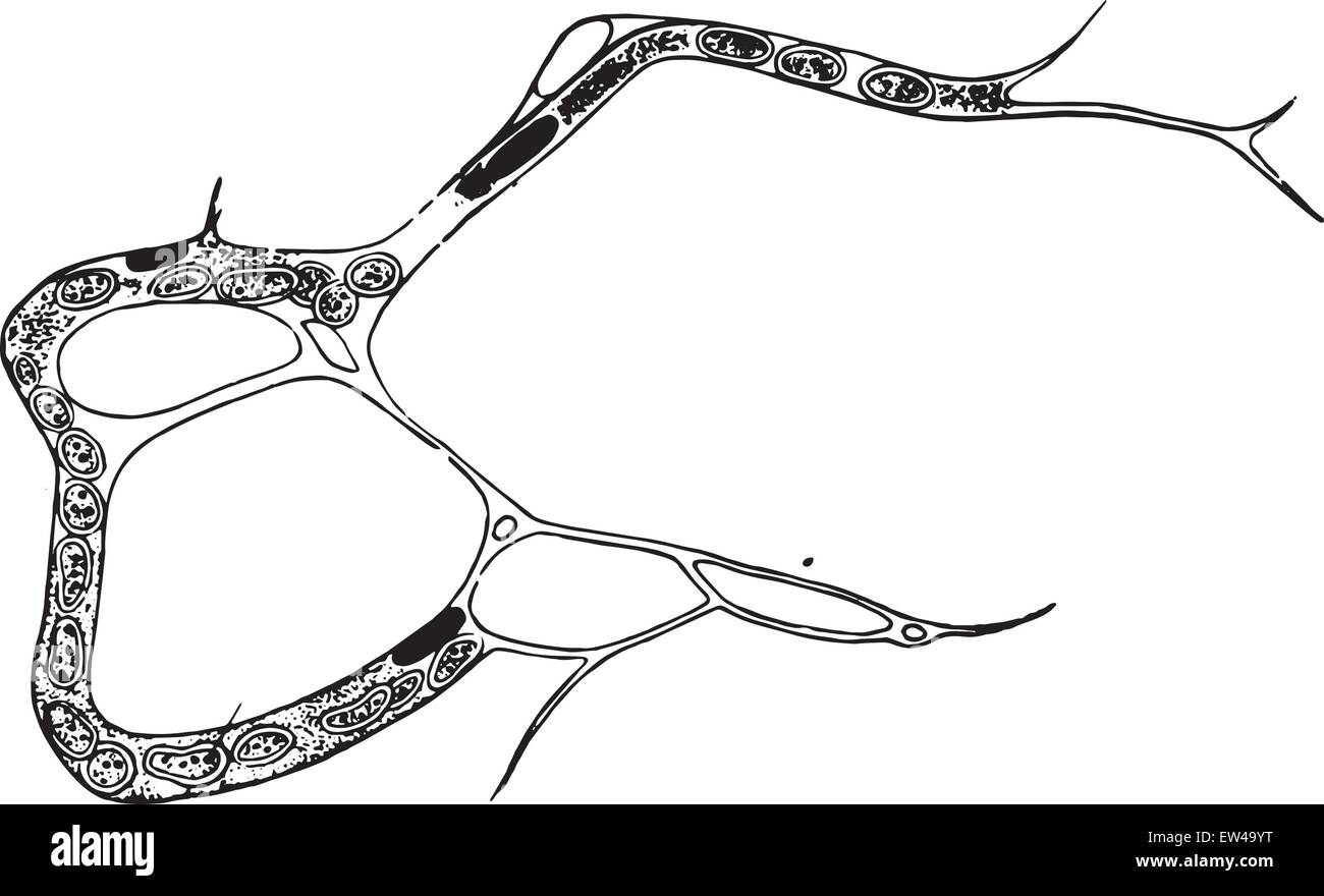 Capillaries Stock Photos & Capillaries Stock Images - Alamy