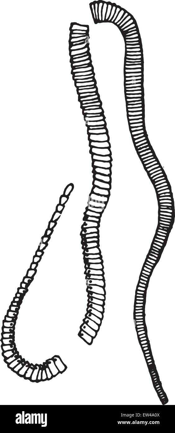 Taenia flavopunctata, vintage engraved illustration Stock Vector Image ...