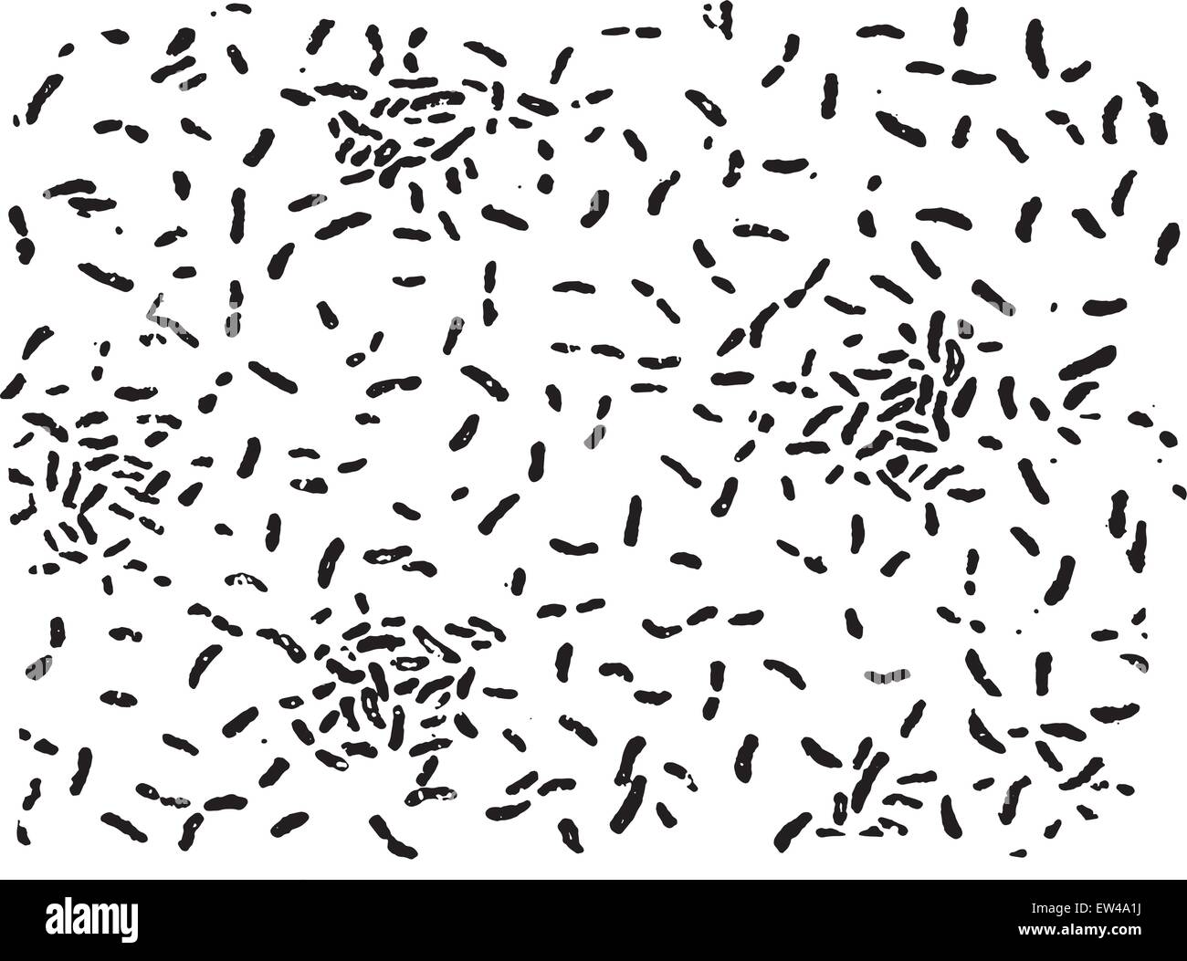 Spirillum hi-res stock photography and images - Alamy