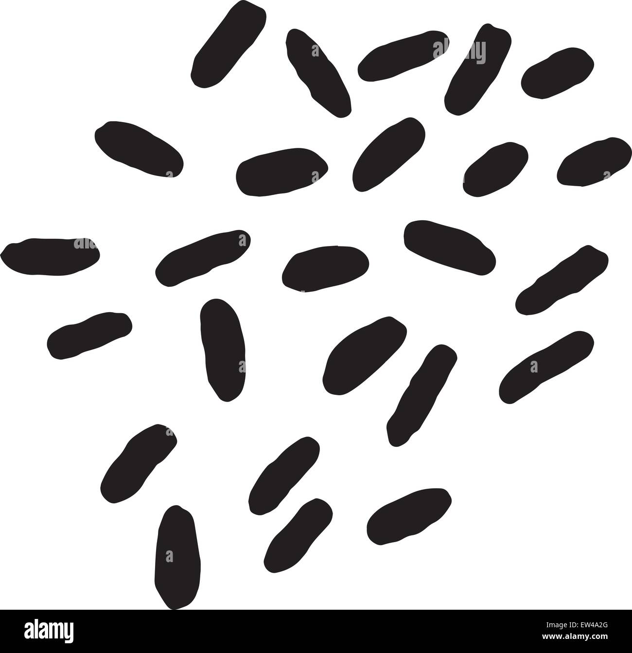 Bacillus typhosus, vintage engraved illustration Stock Vector Image ...