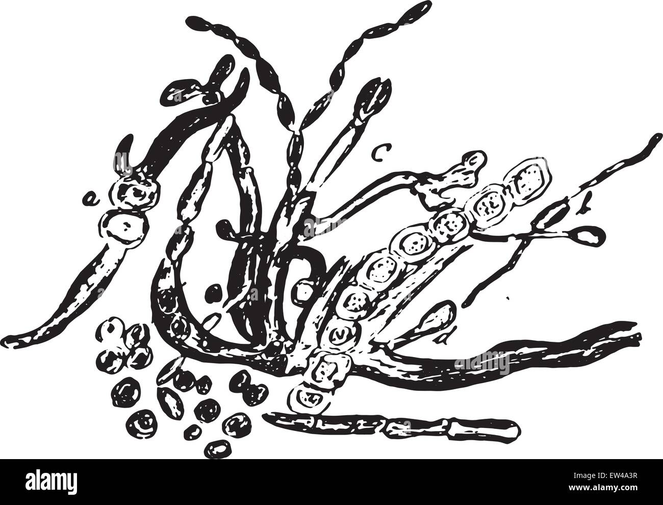 Favus from a mouse, vintage engraved illustration Stock Vector Image ...