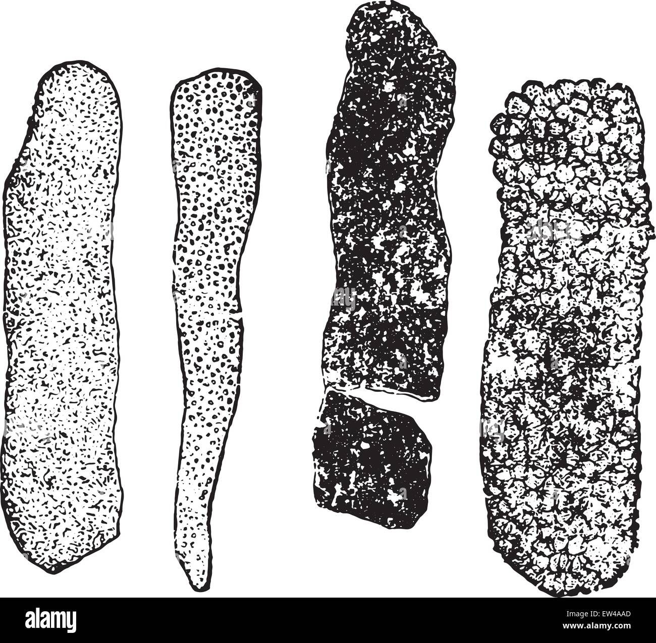 Nephrons hi-res stock photography and images - Alamy