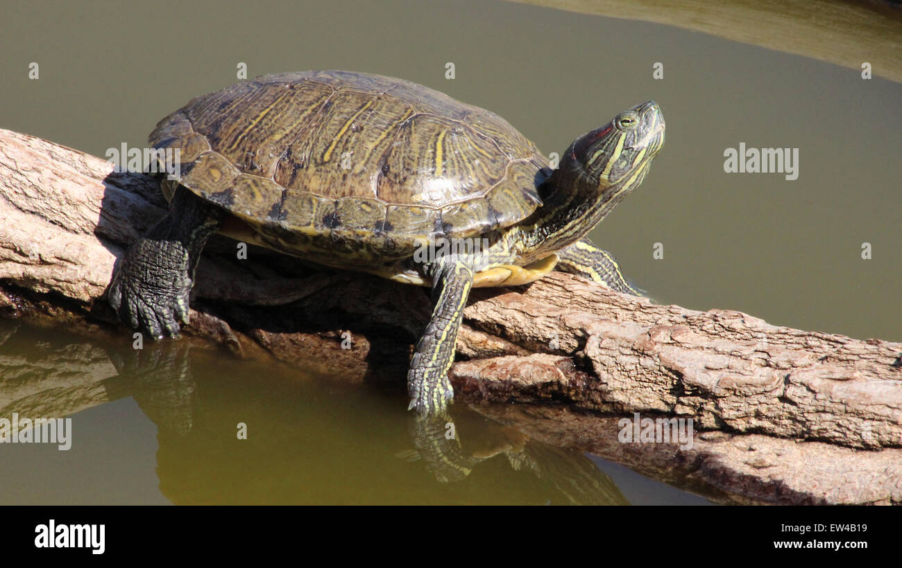 Closeup of a Florida Turtle (Red-eared slider Stock Photo - Alamy