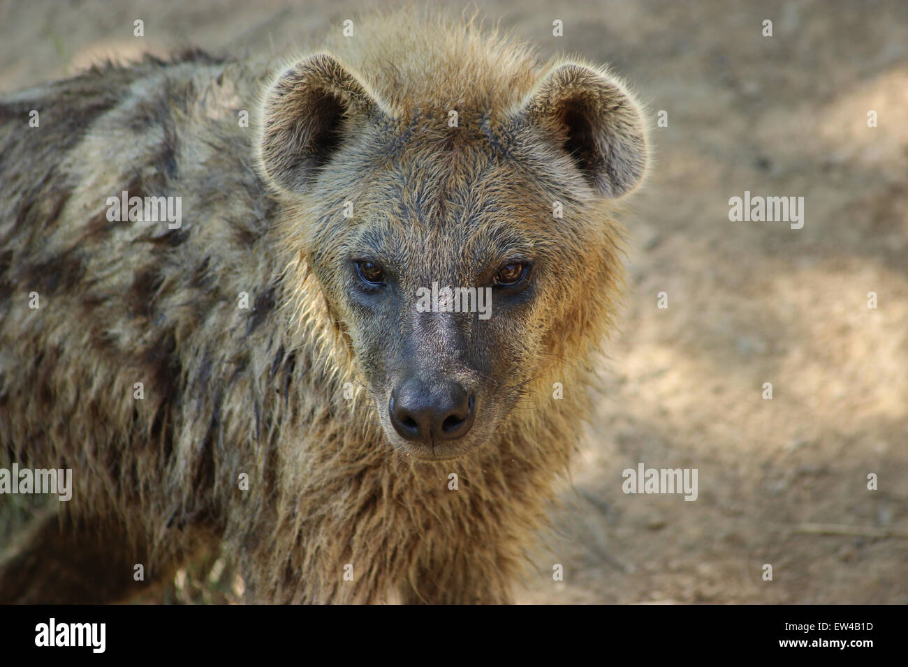 Closeup of the head of a Spotted Hyena Stock Photo - Alamy