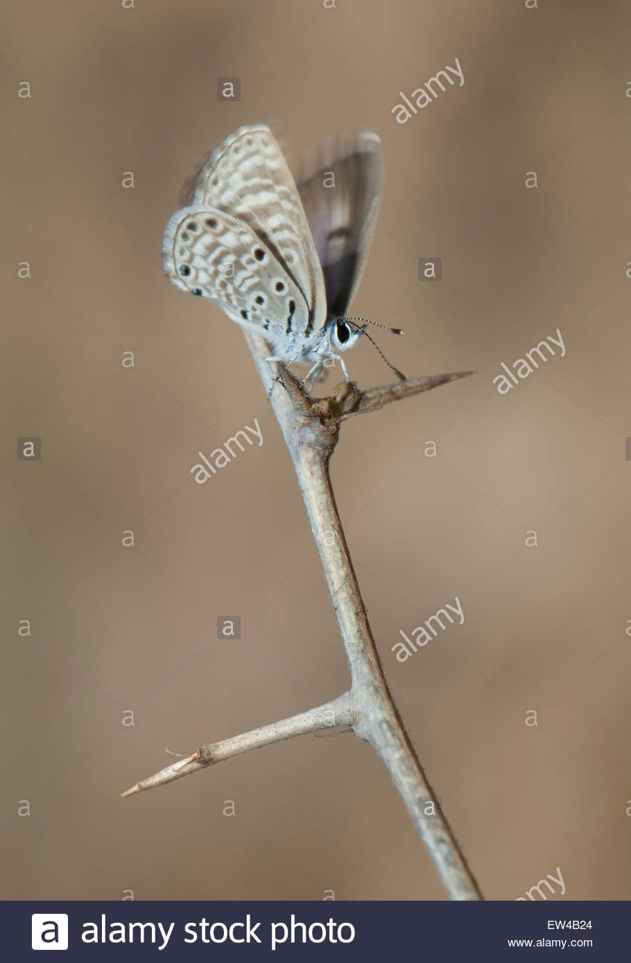 Babul Stock Photos & Babul Stock Images - Alamy