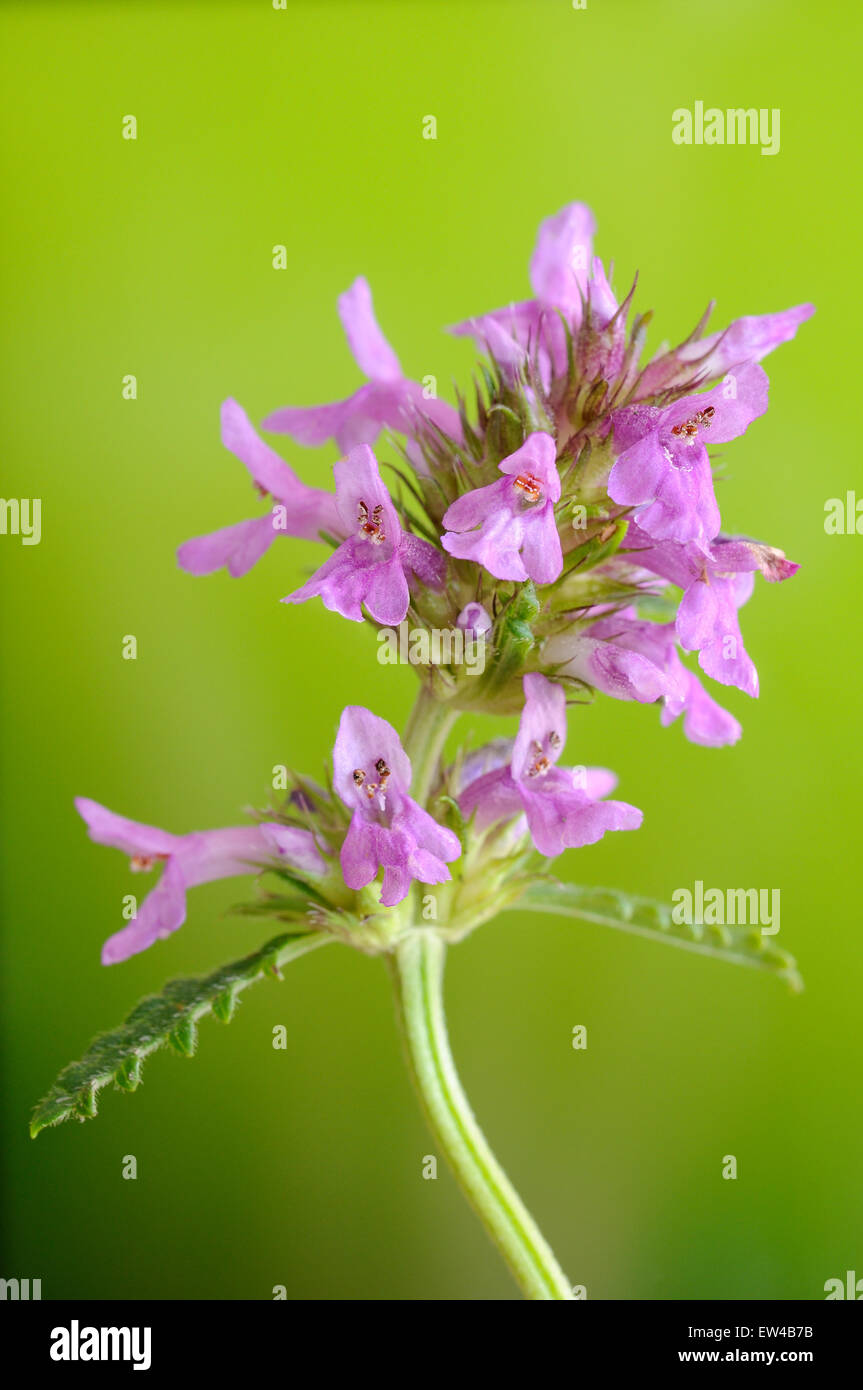 Purple betony, Stachys officinalis, vertical portrait of purple flowers ...