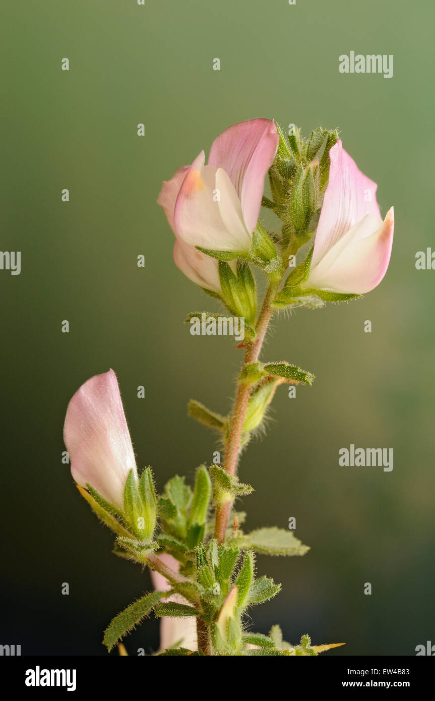 spiny restharrow, ononis spinosa, vertical portrait of pink flowers ...