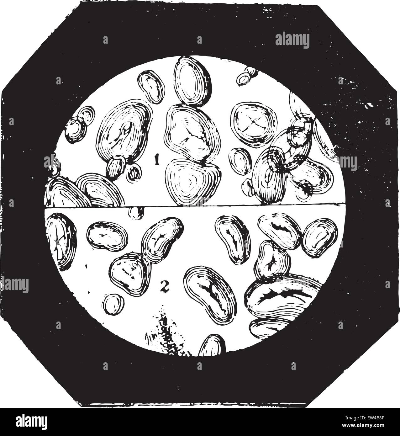 Acorn starch hi-res stock photography and images - Alamy