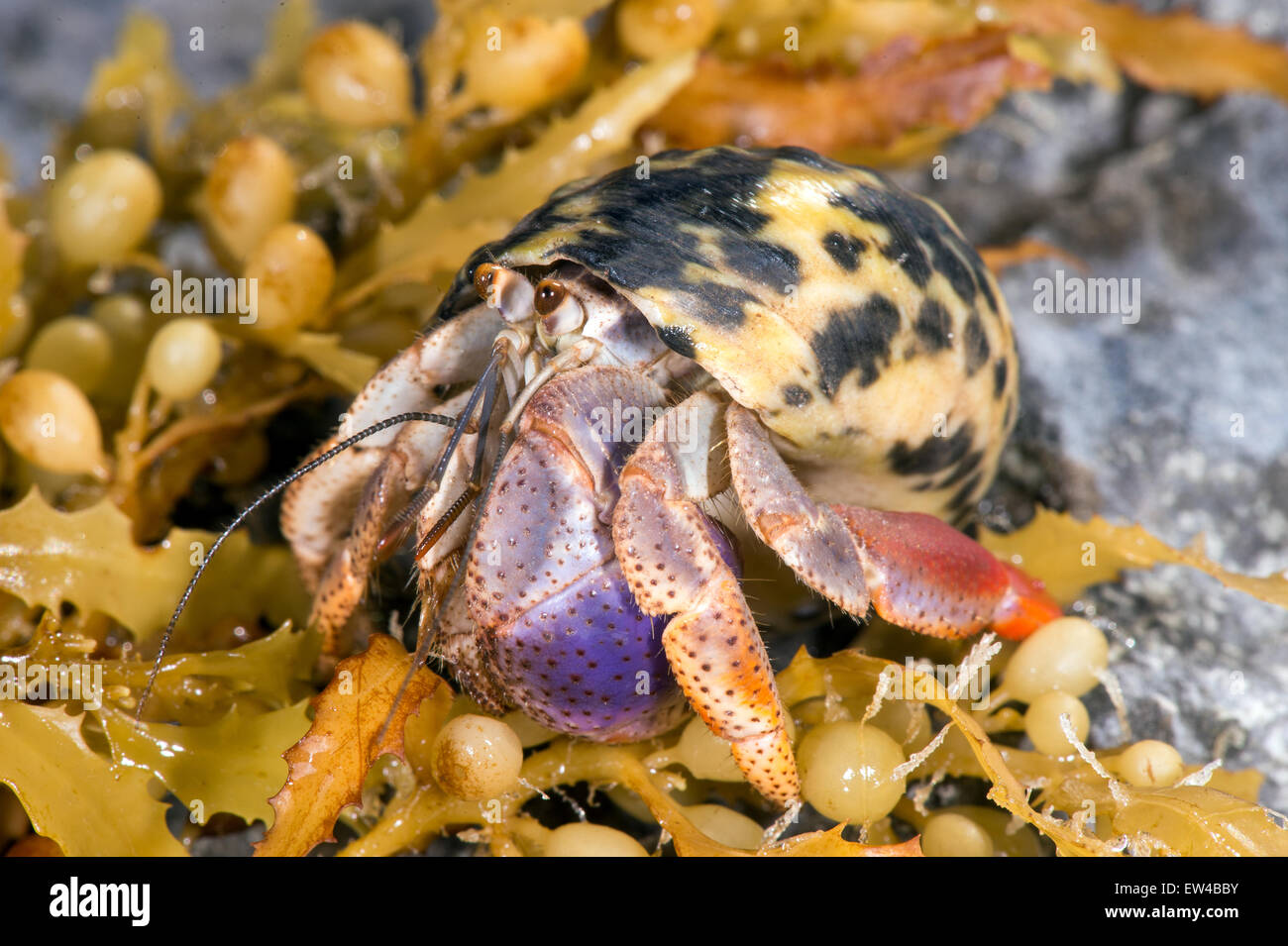 Clypeatus hi-res stock photography and images - Alamy