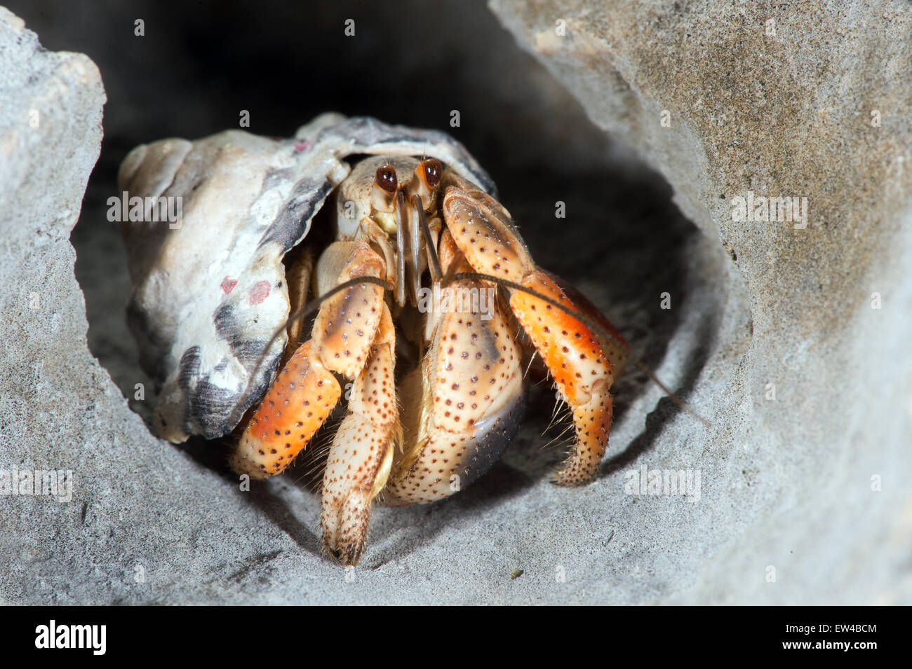 Clypeatus hi-res stock photography and images - Alamy