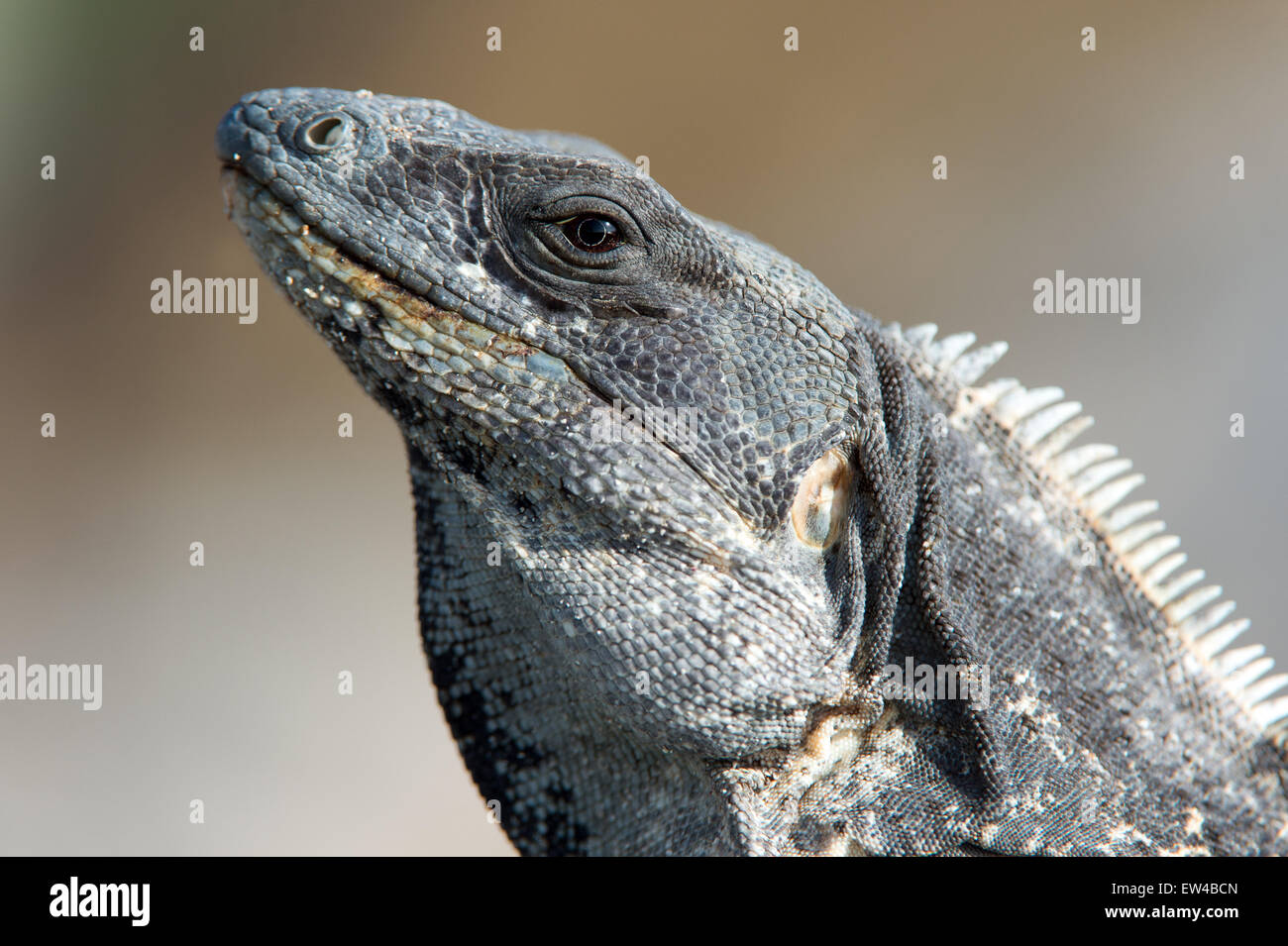 Similis hi-res stock photography and images - Alamy