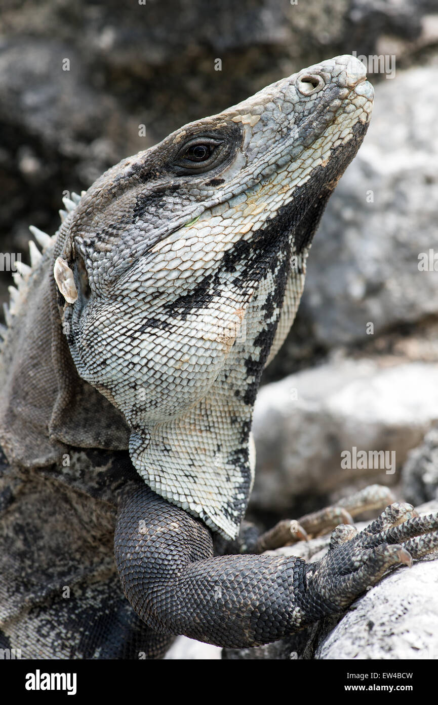 Spiny Tailed Iguana (ctenosaura similis Stock Photo - Alamy