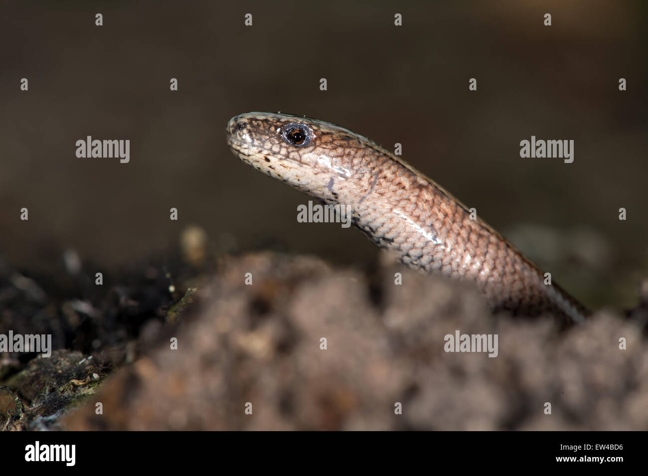 Anguis fragilis reptile hi-res stock photography and images - Alamy