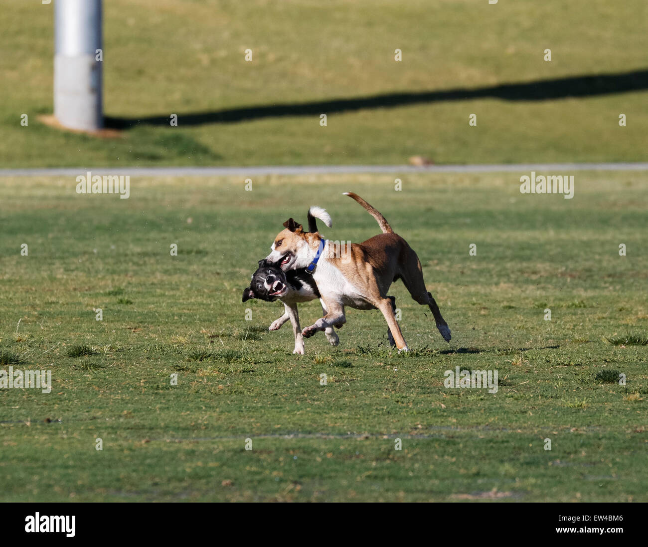 Two dogs playing at the park Stock Photo - Alamy