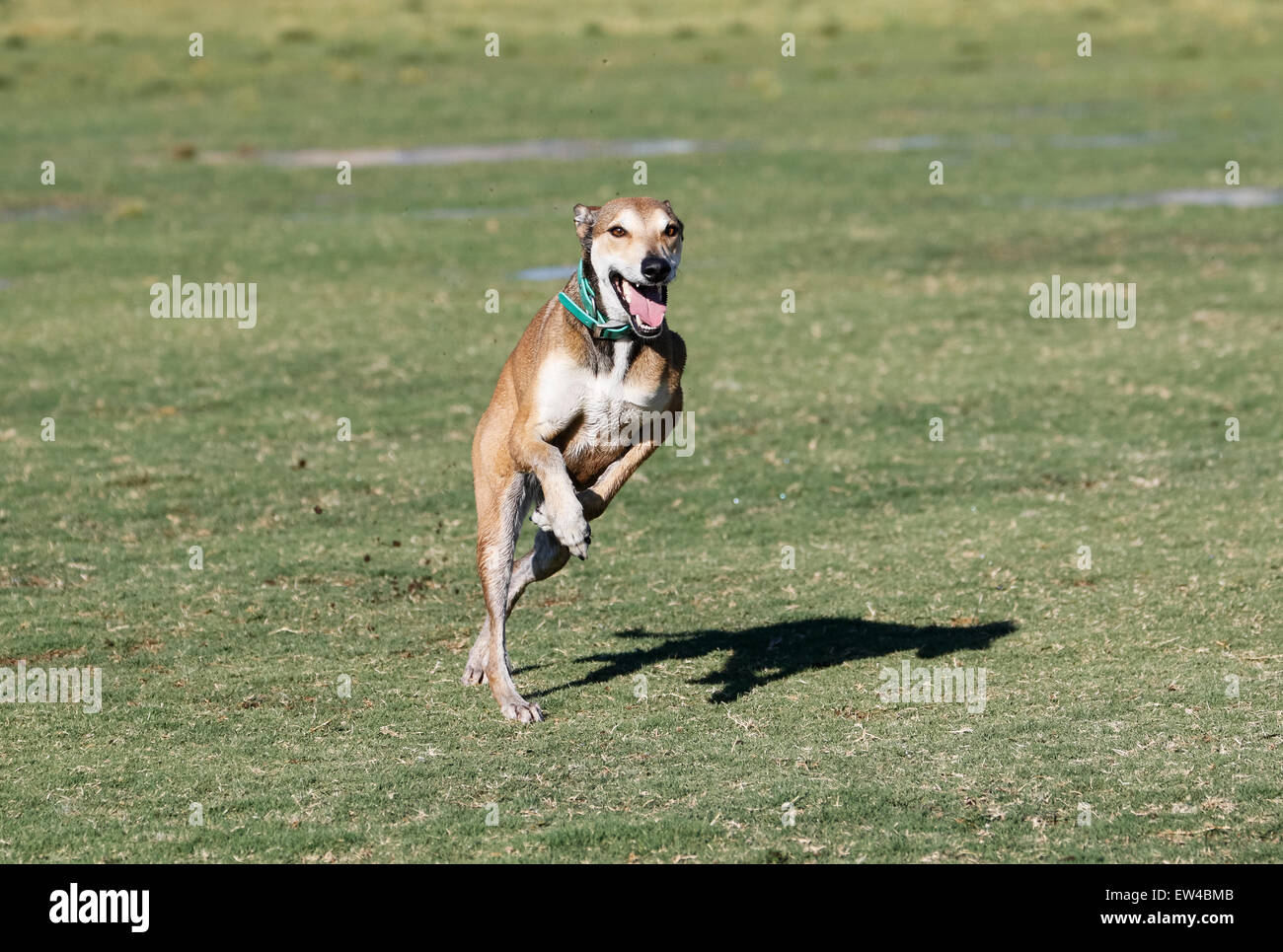 Smiling whippet running through the park Stock Photo - Alamy