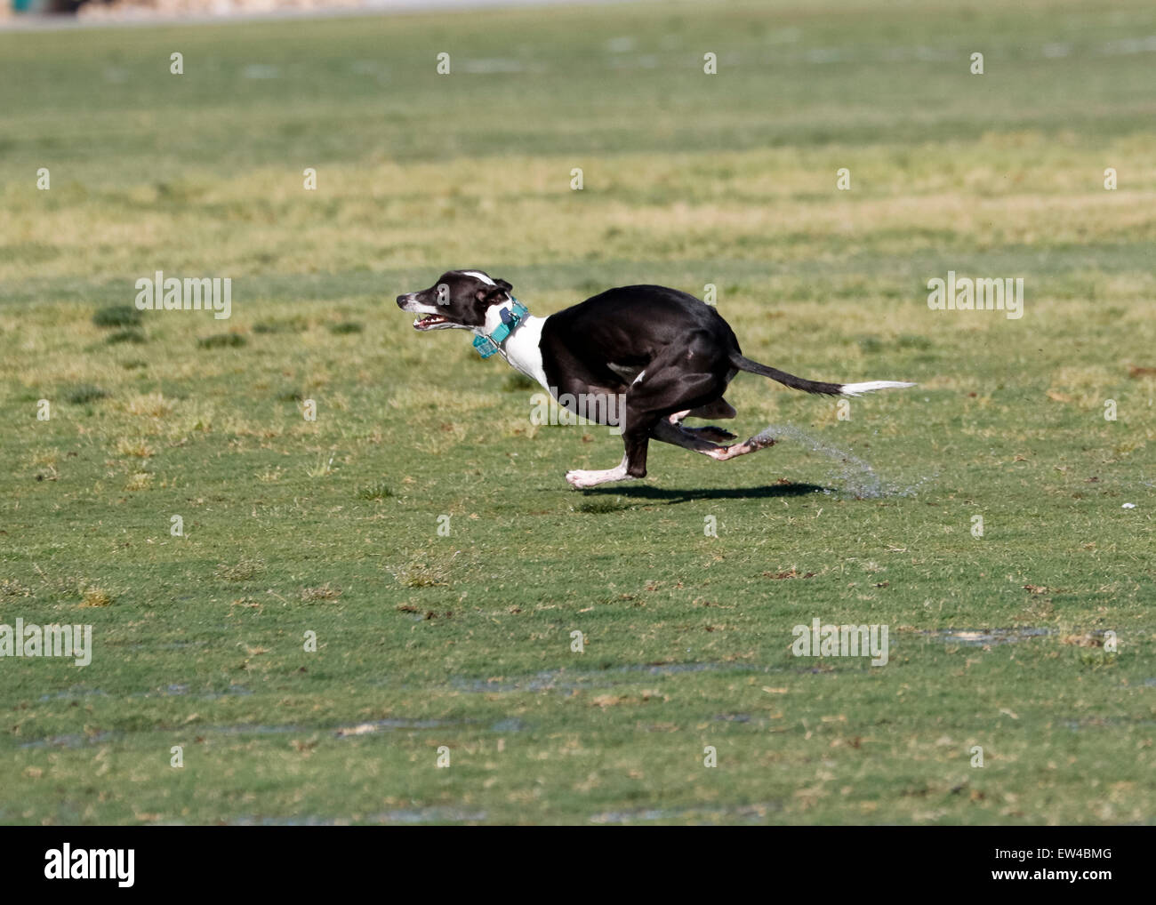 Whippet Running Stock Photos & Whippet Running Stock Images - Alamy