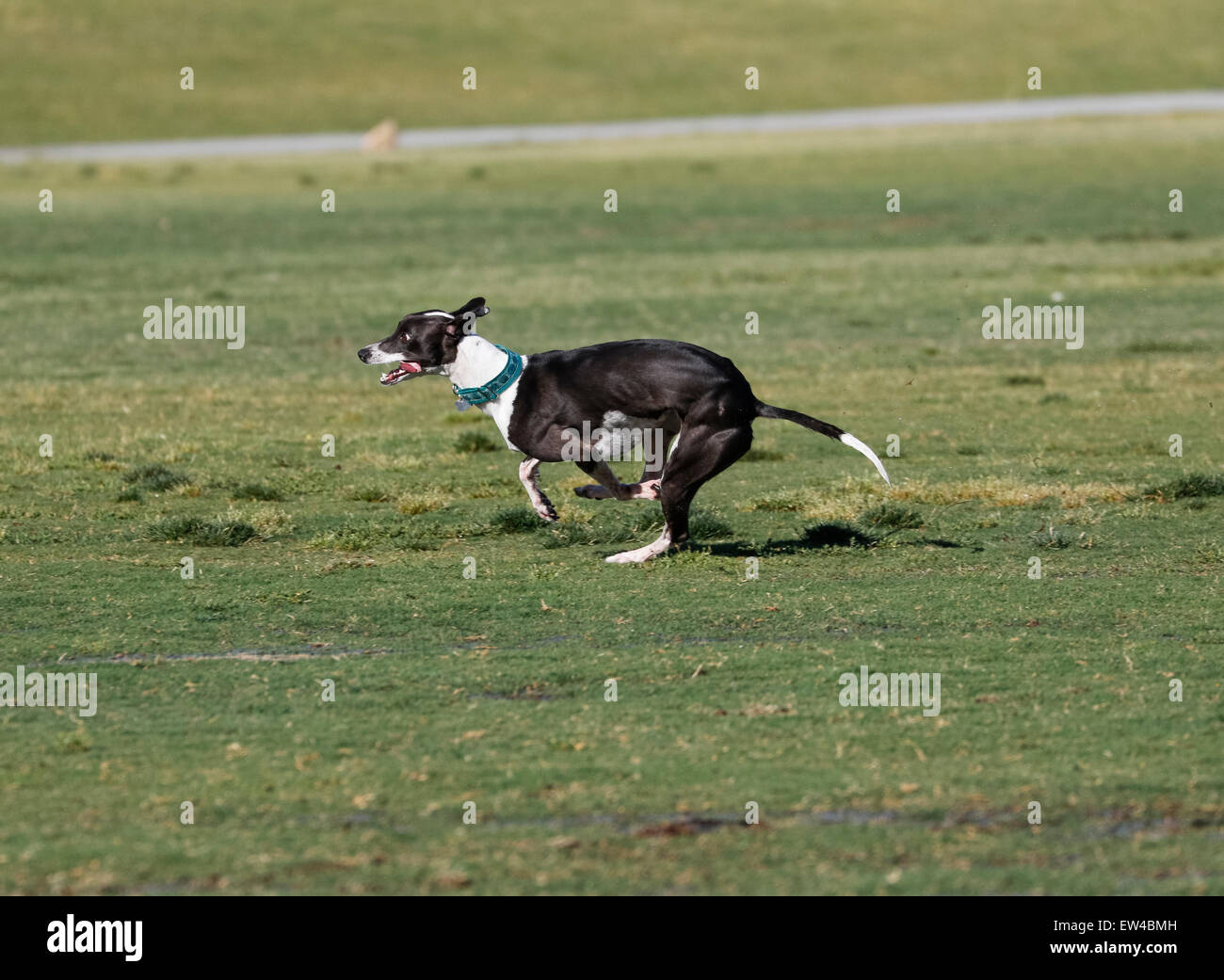 Racing whippet hi-res stock photography and images - Alamy