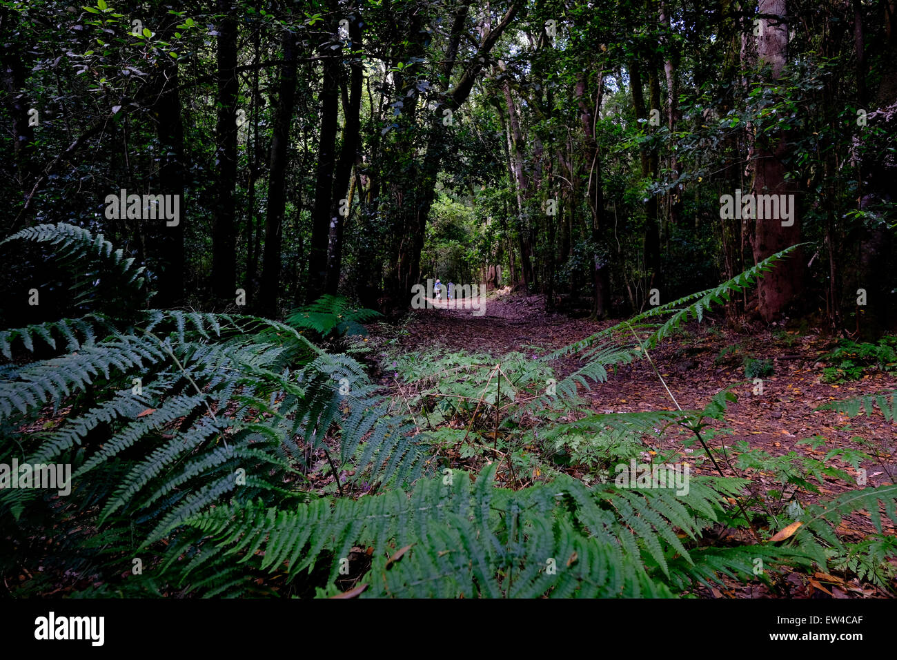 Hikers at the sub-tropical laurel greenery of El Cedro forest in the ...