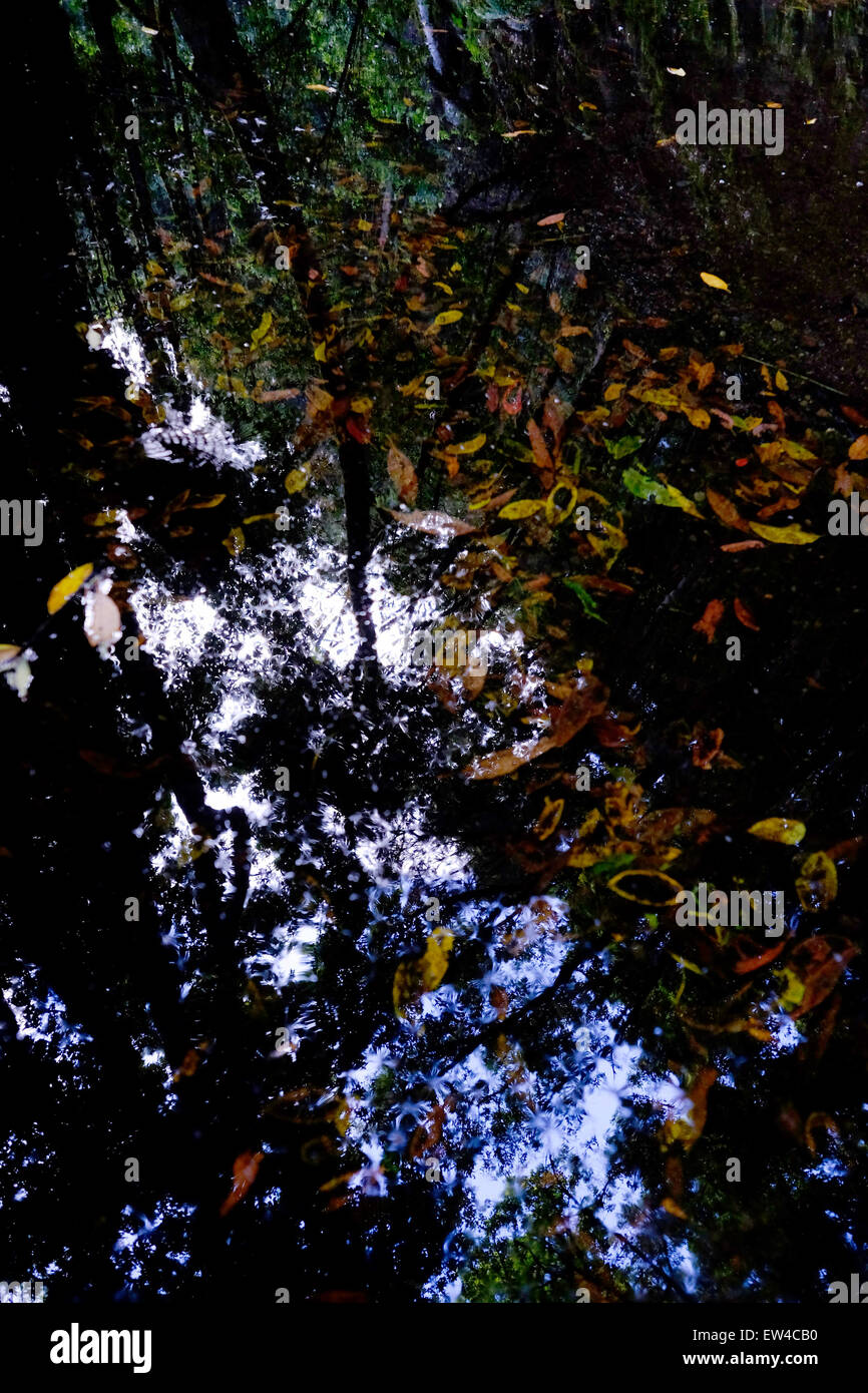 View of the sub-tropical laurel greenery of El Cedro forest in the ...